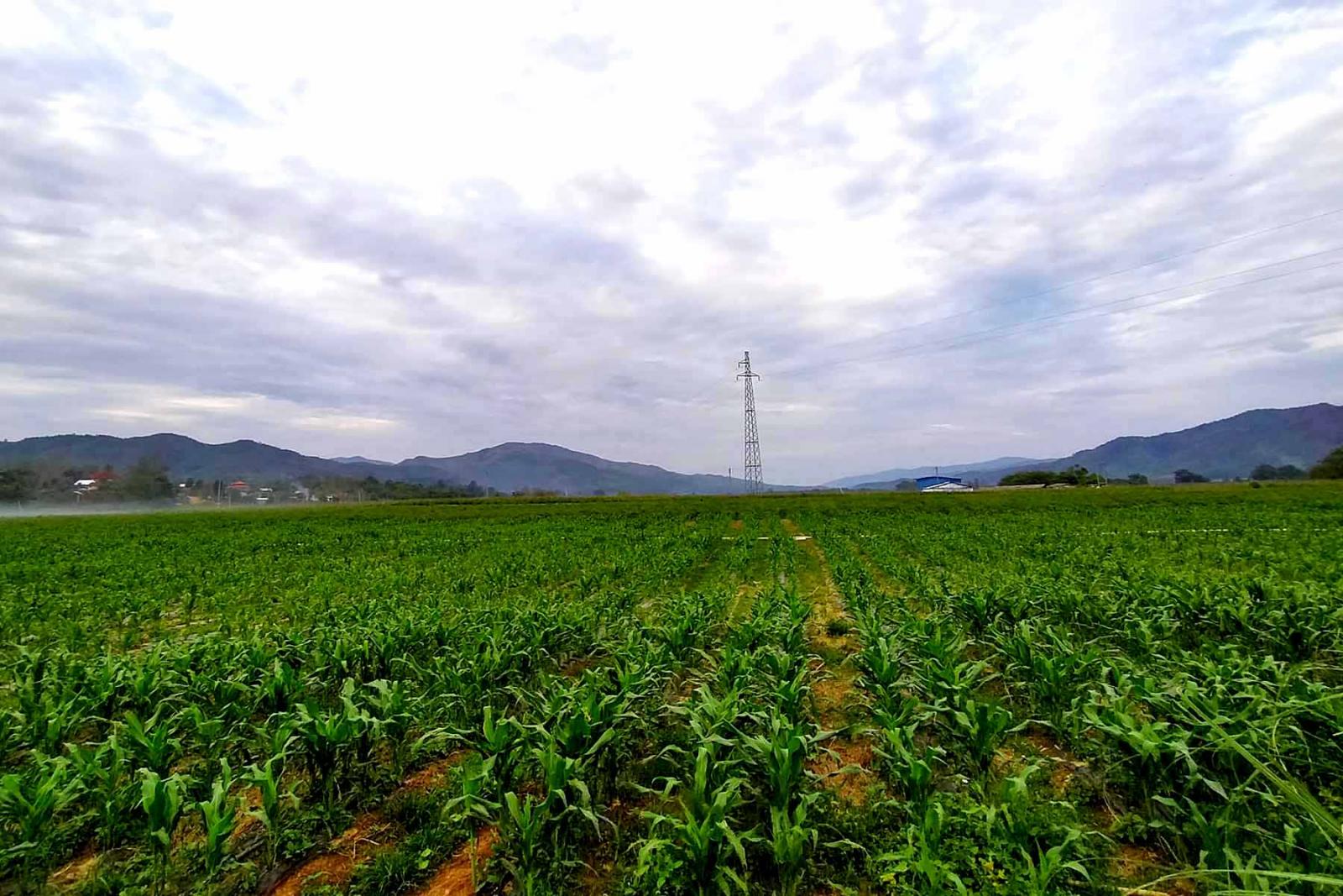 မိုင်းယုမြို့၌ မိုးဦးစိုက် အစေ့ထုတ်ပြောင်းများ အောင်မြင်ဖြစ်ထွန်း Information And Public